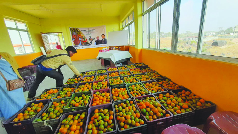 Khasi Mandarin goes global - The Shillong Times