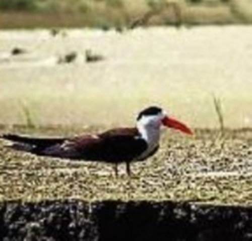 Rare bird spotted along Ghaghra River in UP - The Shillong Times